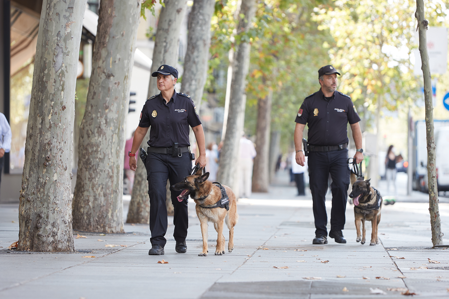 Los perros de las unidades de búsqueda y rescate y sus técnicas ...