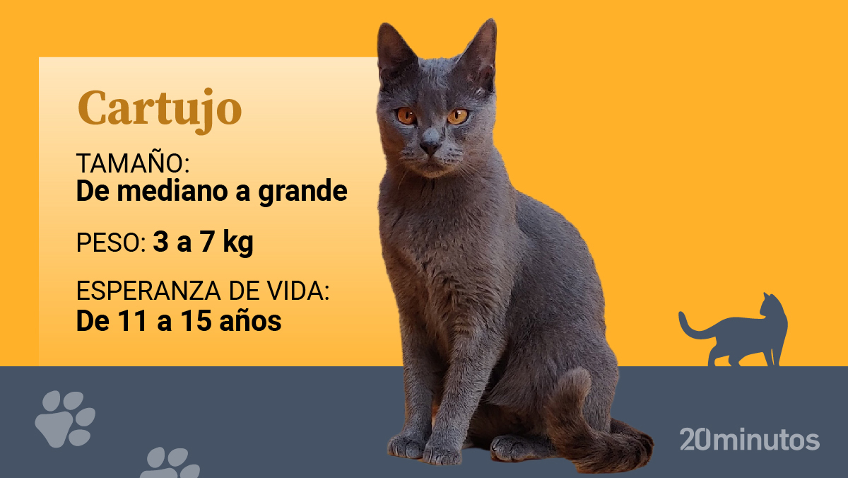 Así es el cartujo, un gato tranquilo y afectuoso cuyo origen está ...