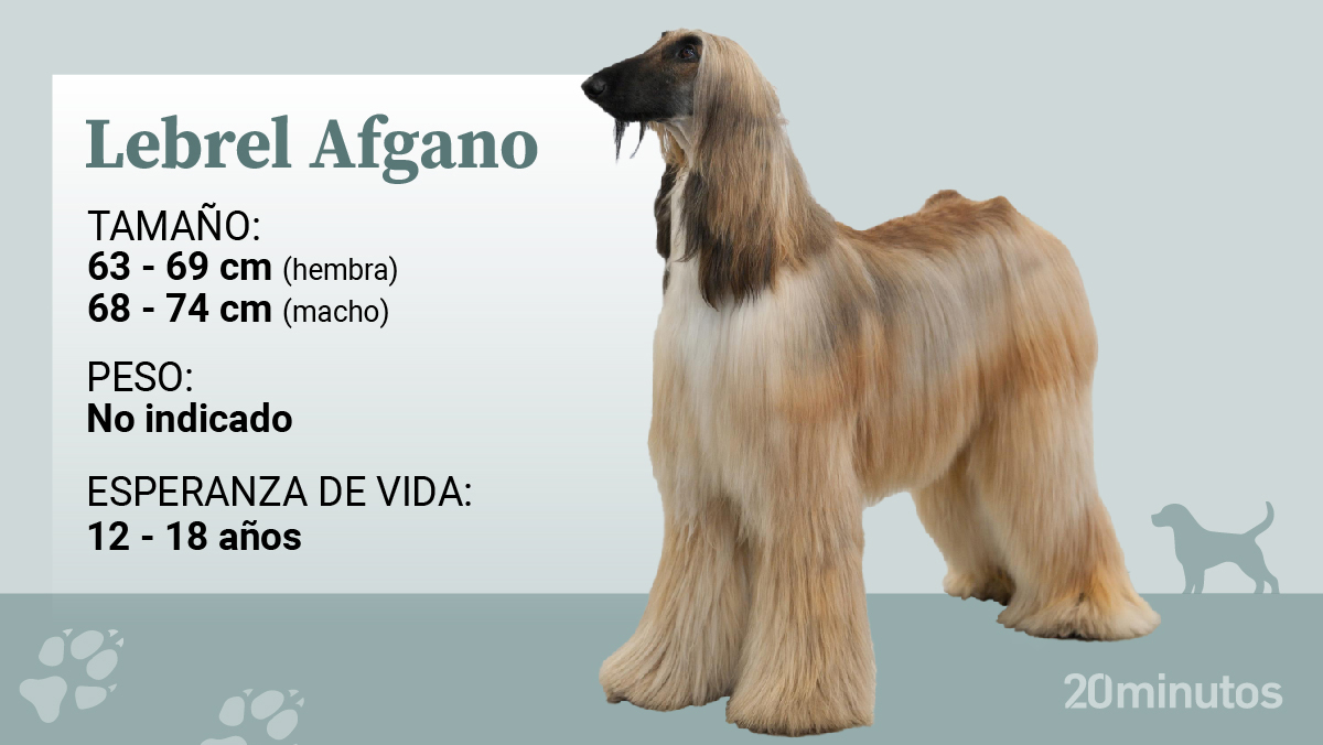 El grupo canino de los lebreles: razas, origen y características