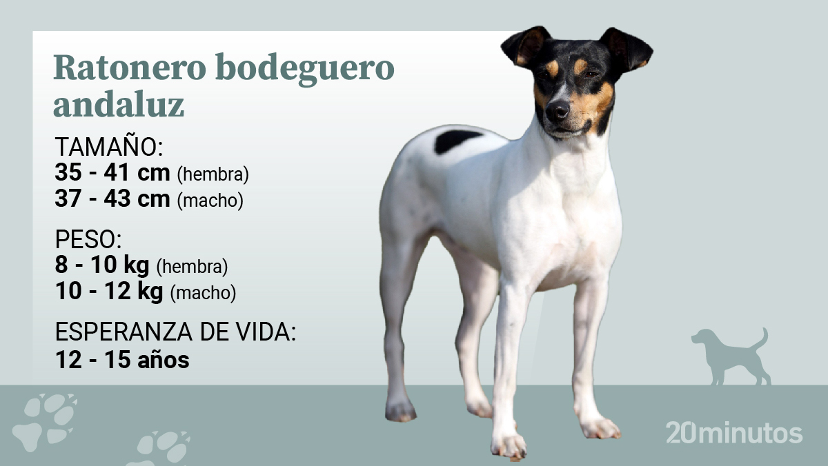 Fotos: Desde el alano al lobito herreño, conoce ocho razas de perros ...