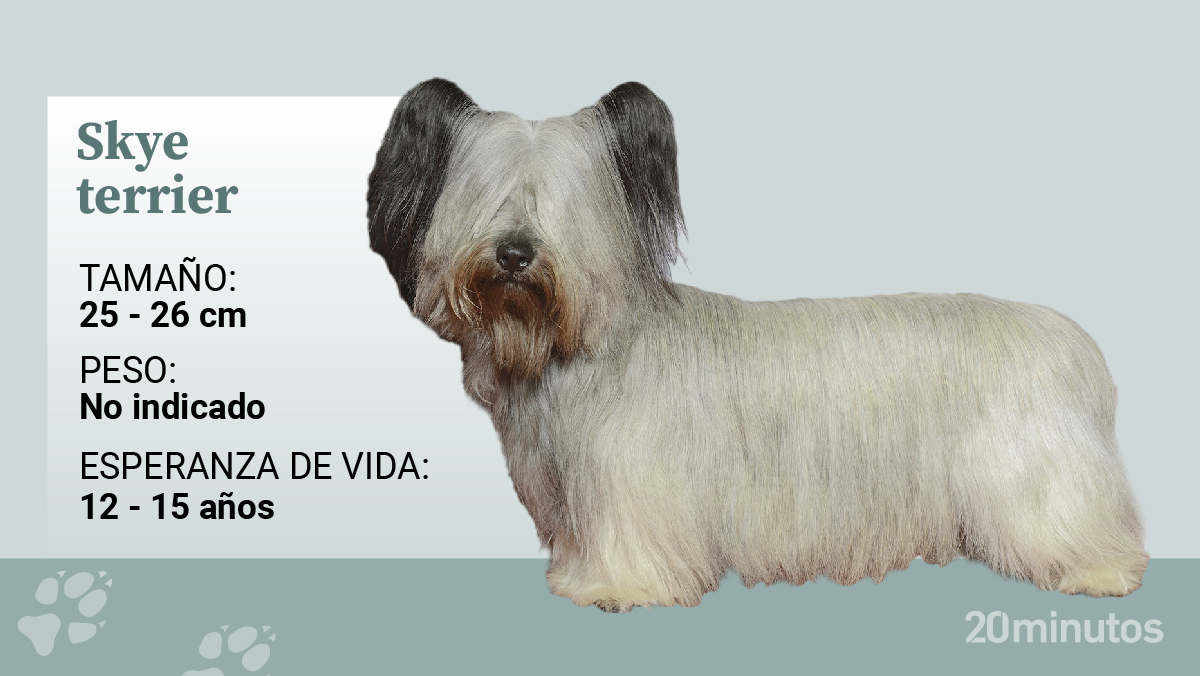 Cómo es el skye terrier, un pequeño perro elegante, en riesgo de ...