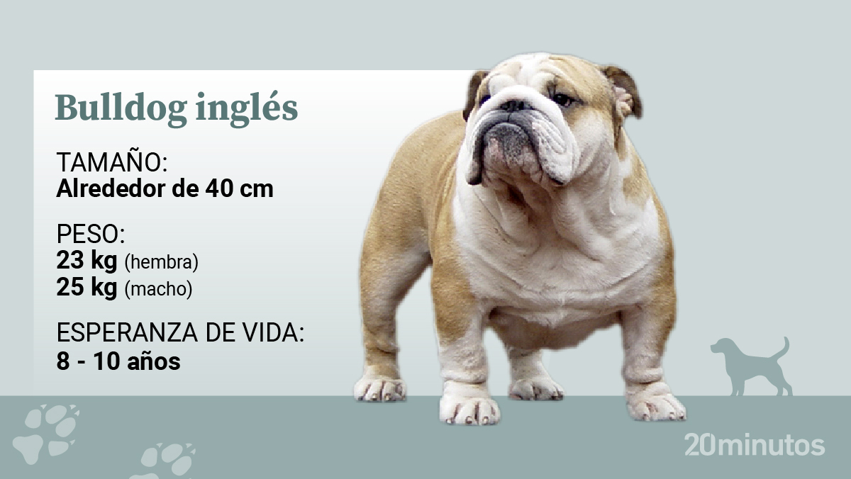 El bulldog inglés, un icono británico y un compañero leal y cariñoso ...