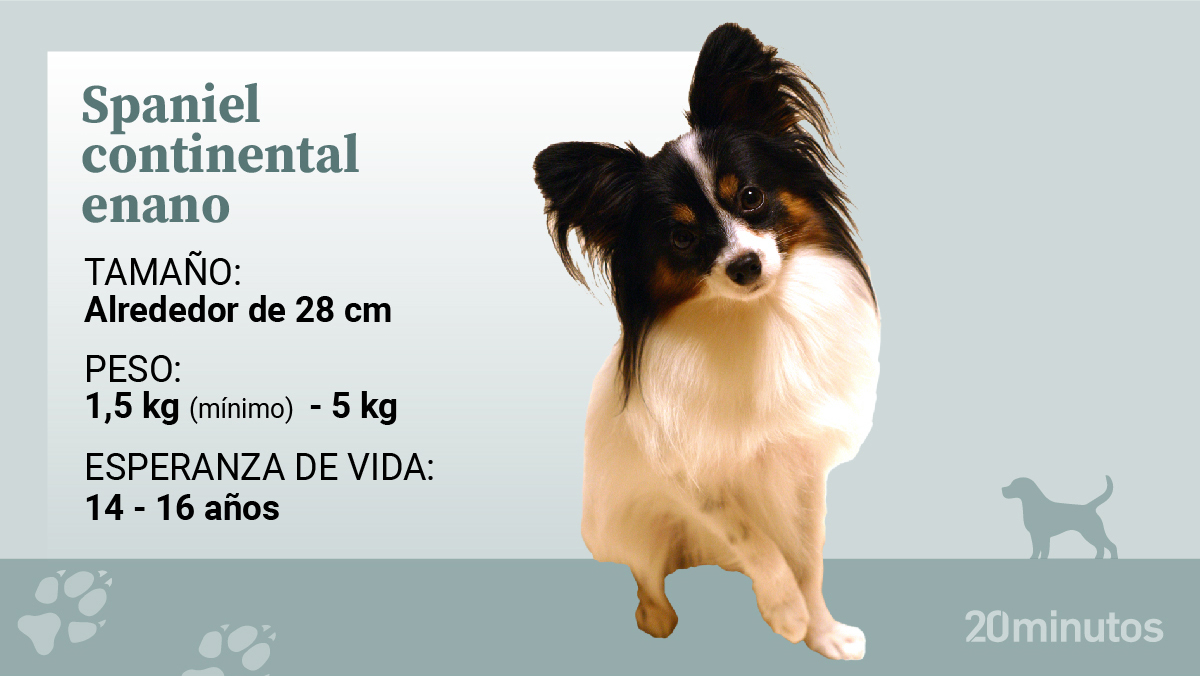 Fotos: 30 razas de perros de tamaño pequeño, a fondo | Imágenes