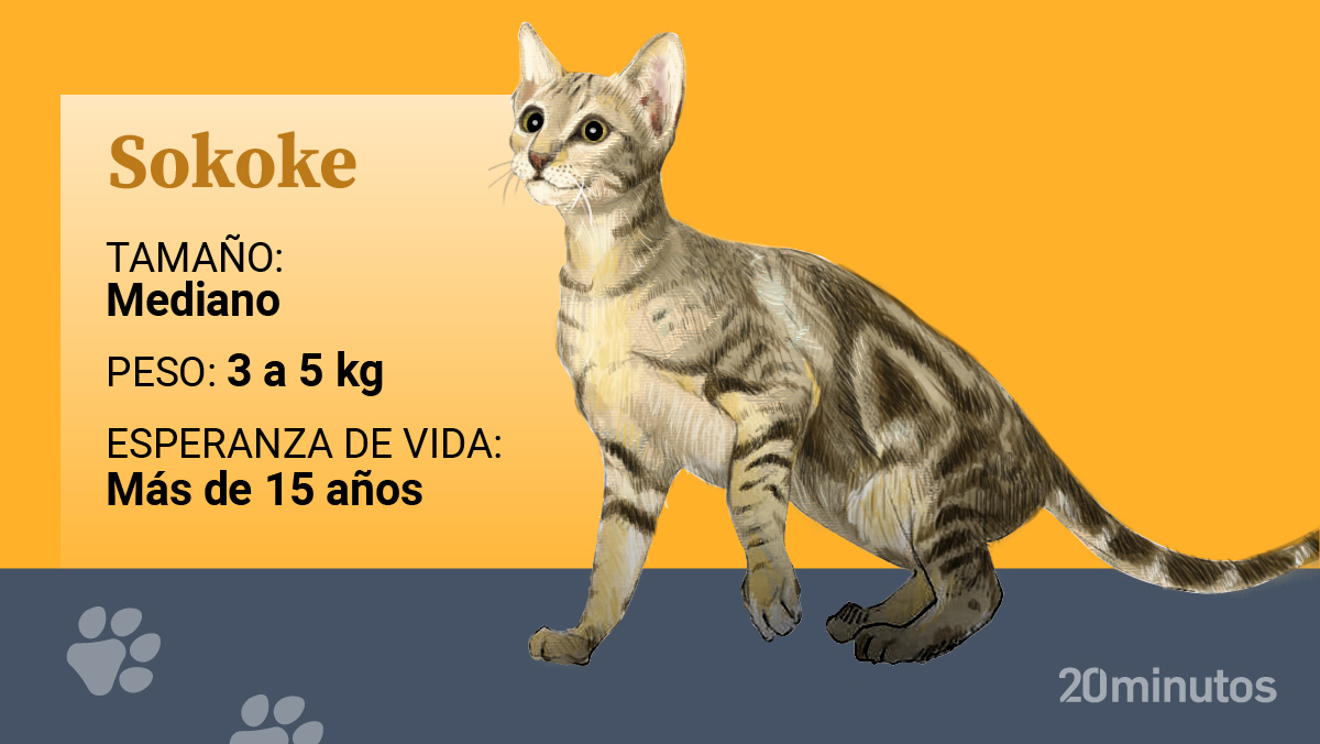 La raza felina sokoke, el enigmático gato doméstico que se desarrolló ...