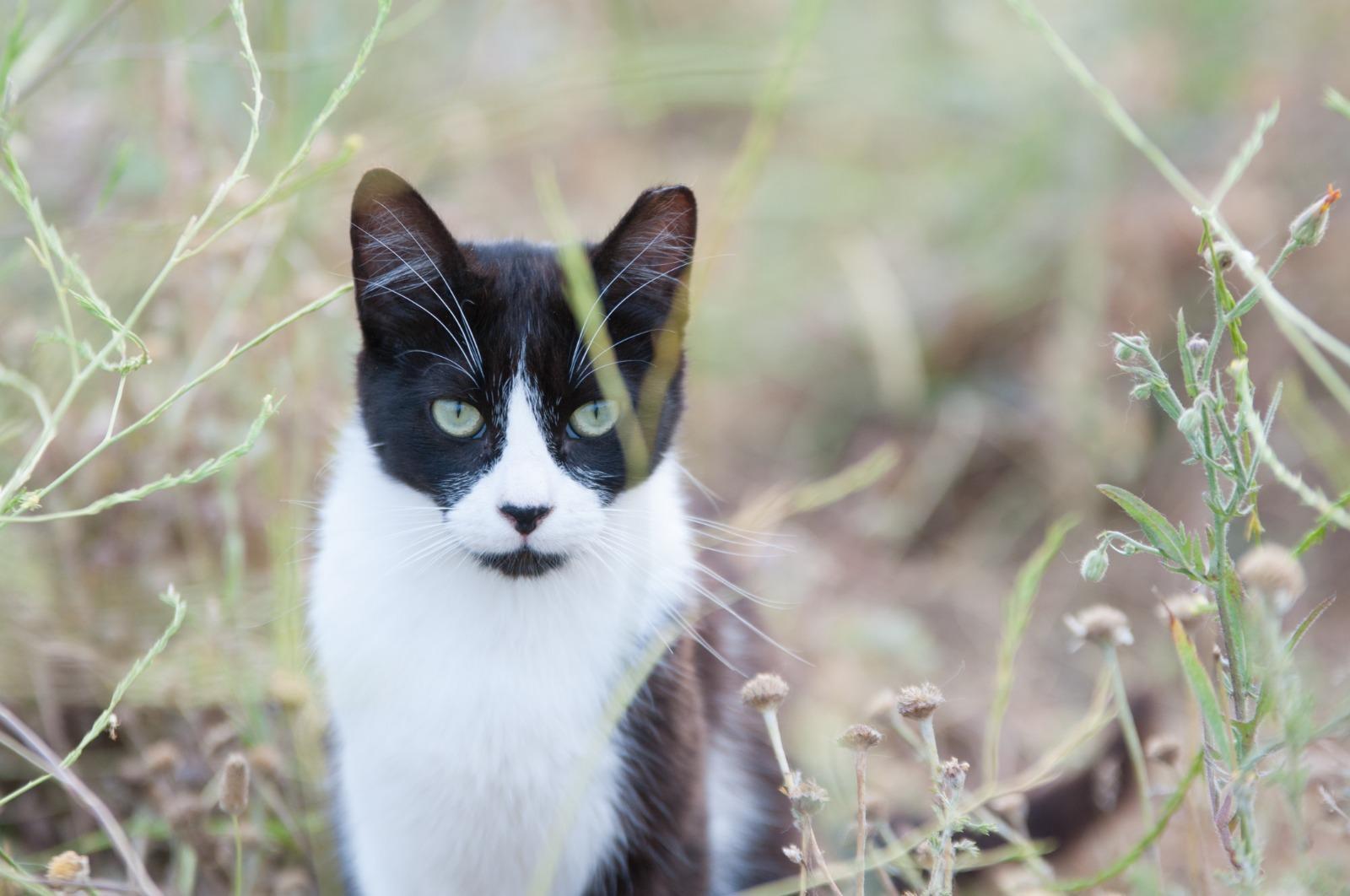 El método CER, la clave de la nueva Ley de Bienestar Animal para la gestión de colonias felinas