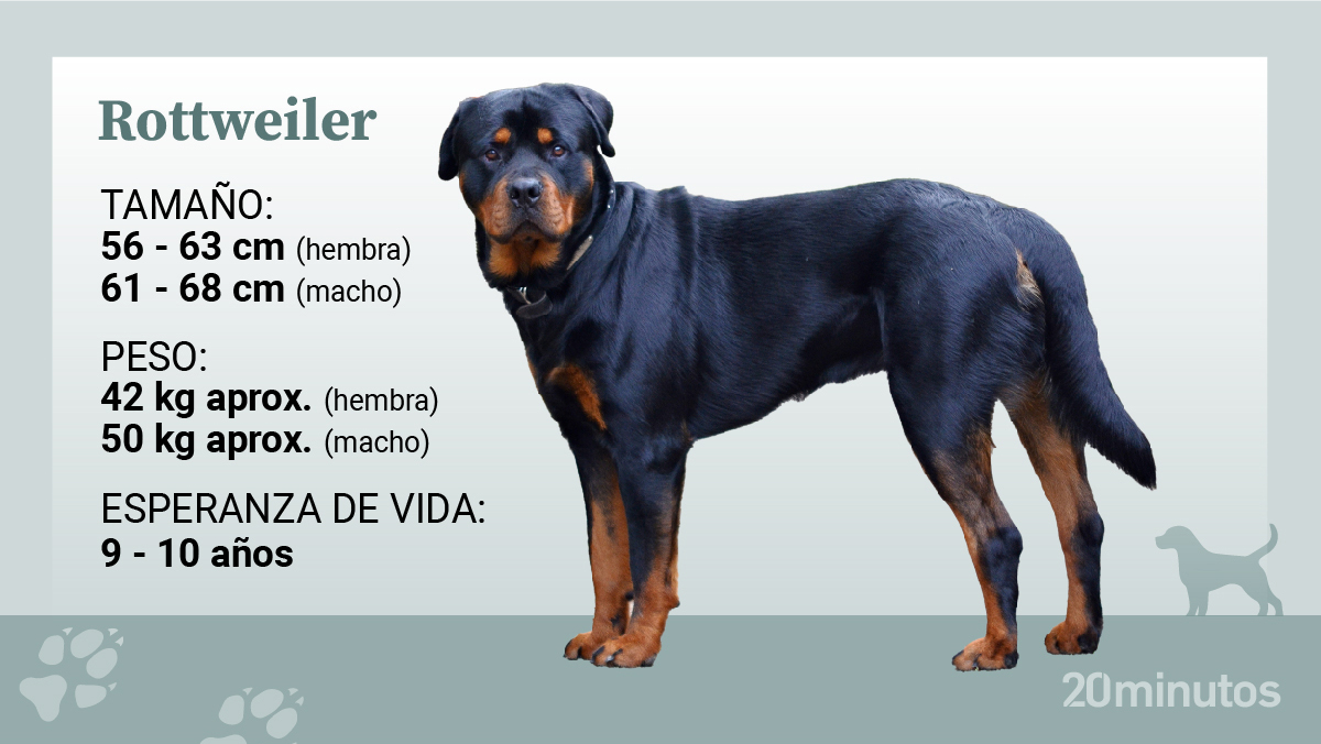 El rottweiler, una raza con grandes aptitudes para el trabajo, amable y ...