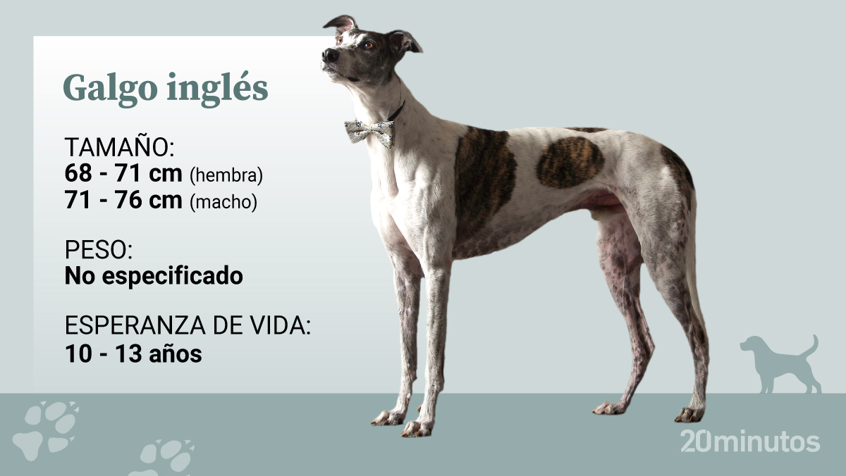 El galgo inglés, noble, independiente y con un pasado en común con el ...