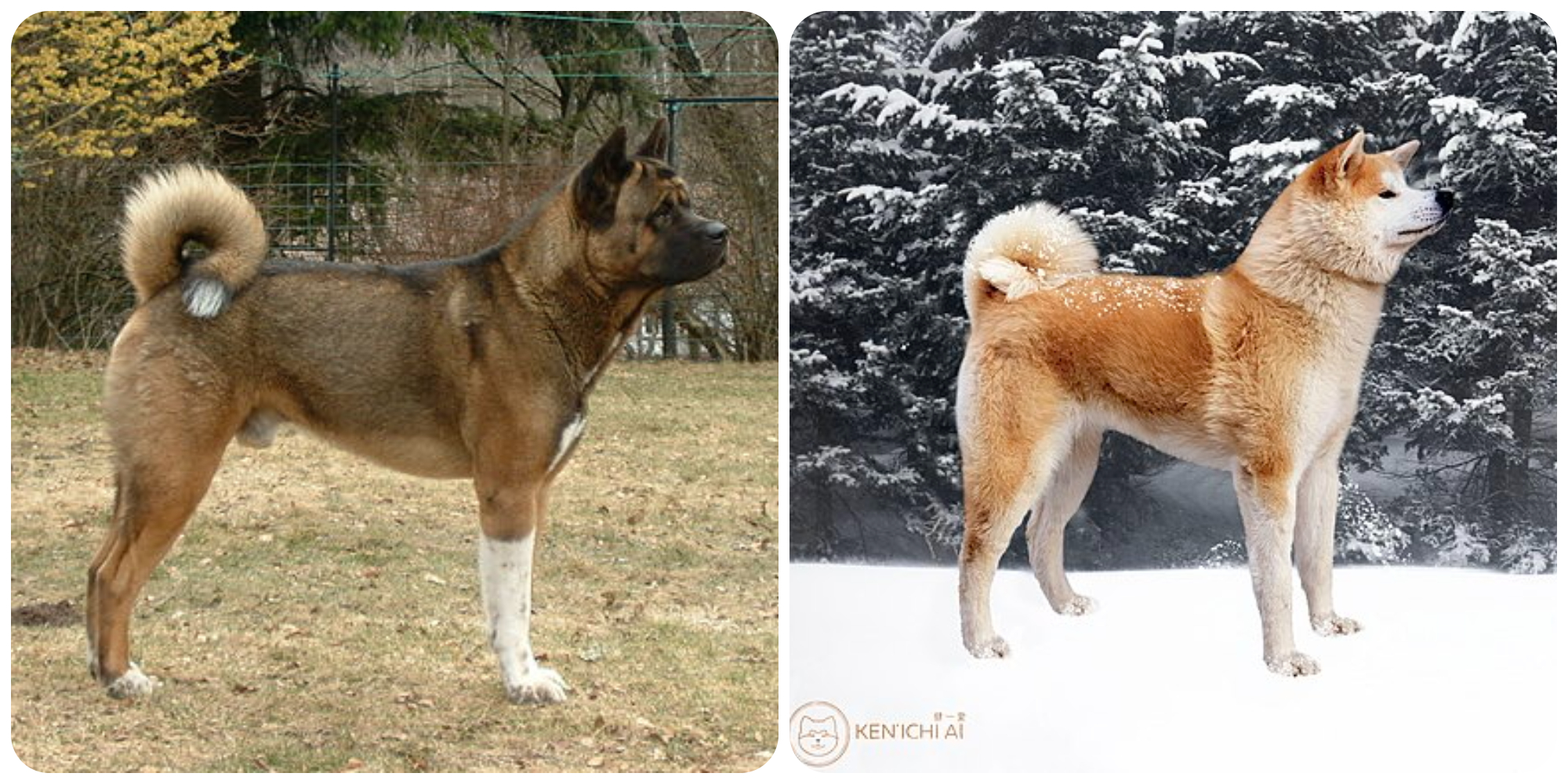 El akita, una raza antigua, protectora y valiente, con dos líneas ...