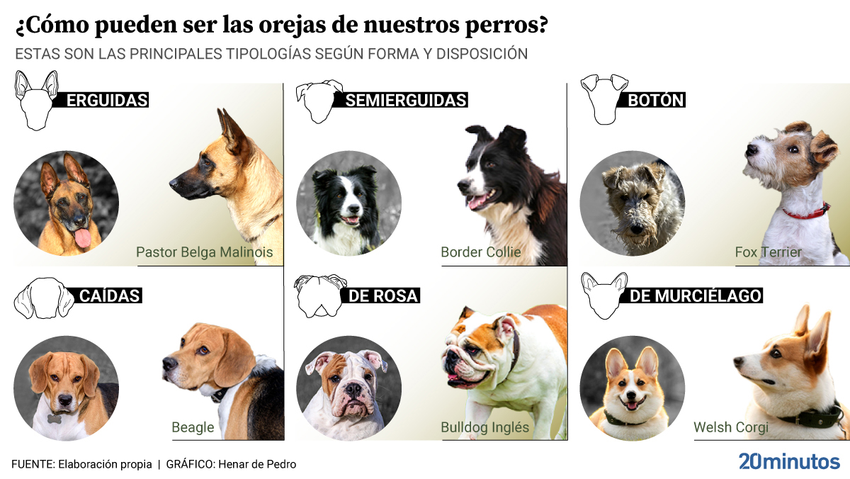 Primitivos, pastores, lebreles, de compañía... claves para entender la ...