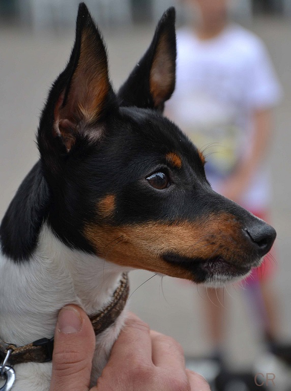 Cristóbal Ramos, secretario del Club del Ratonero Valenciano: "En ...