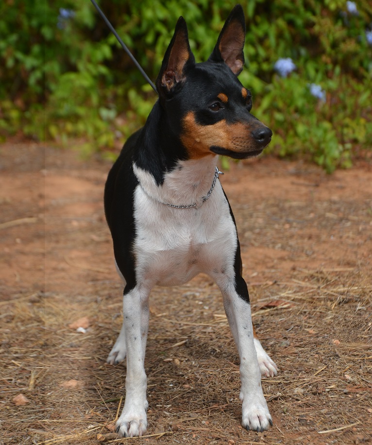 Cristóbal Ramos, secretario del Club del Ratonero Valenciano: "En ...