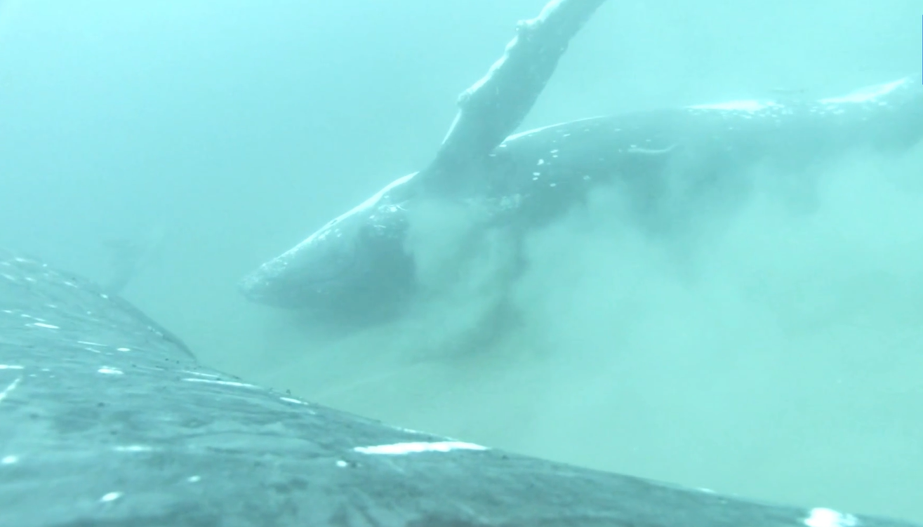 Vídeo: El spa para ballenas: Qué método utilizan estos mamíferos para ...