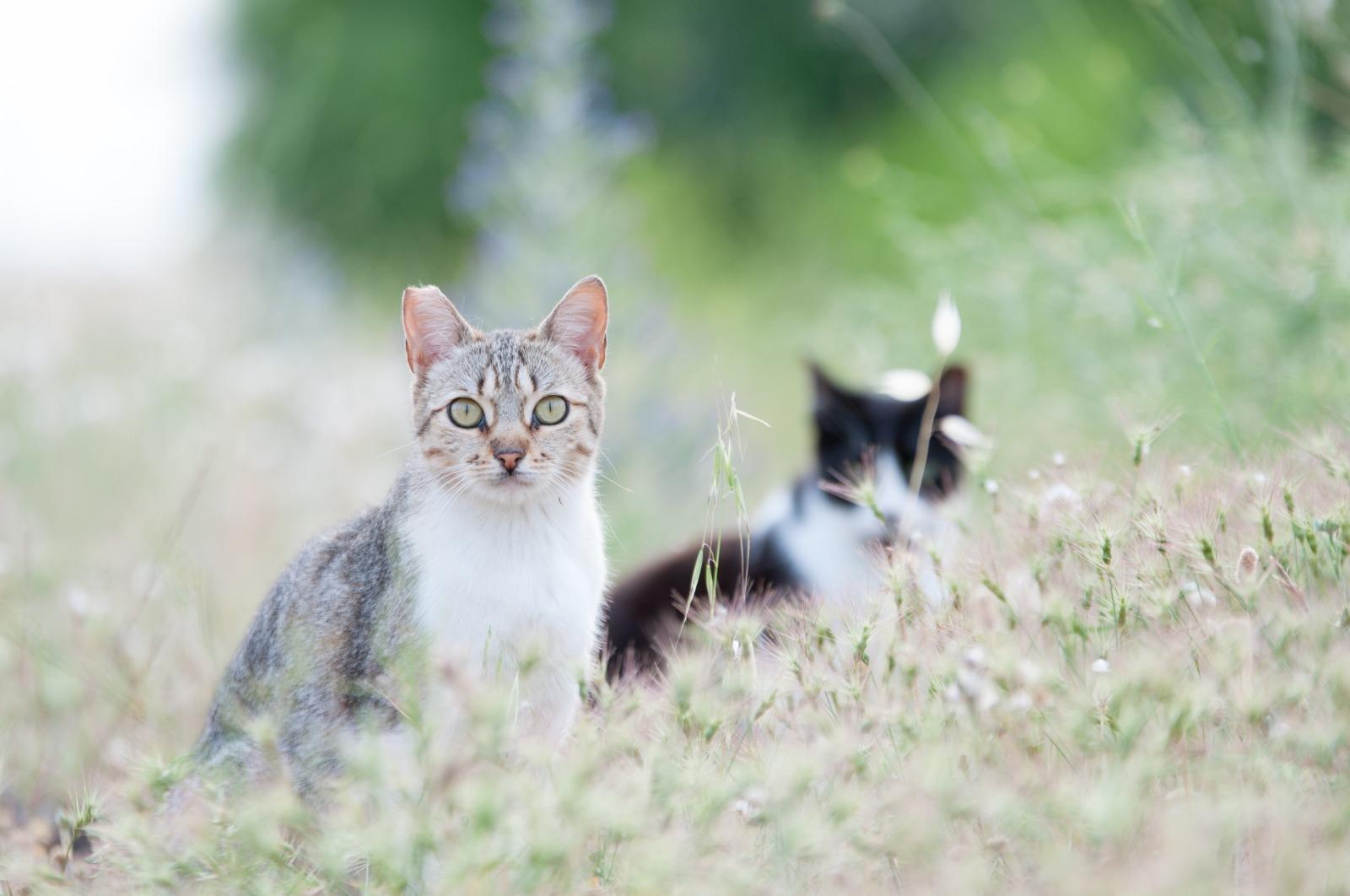 Qué significa el corte en la punta de una oreja que vemos en muchos ...