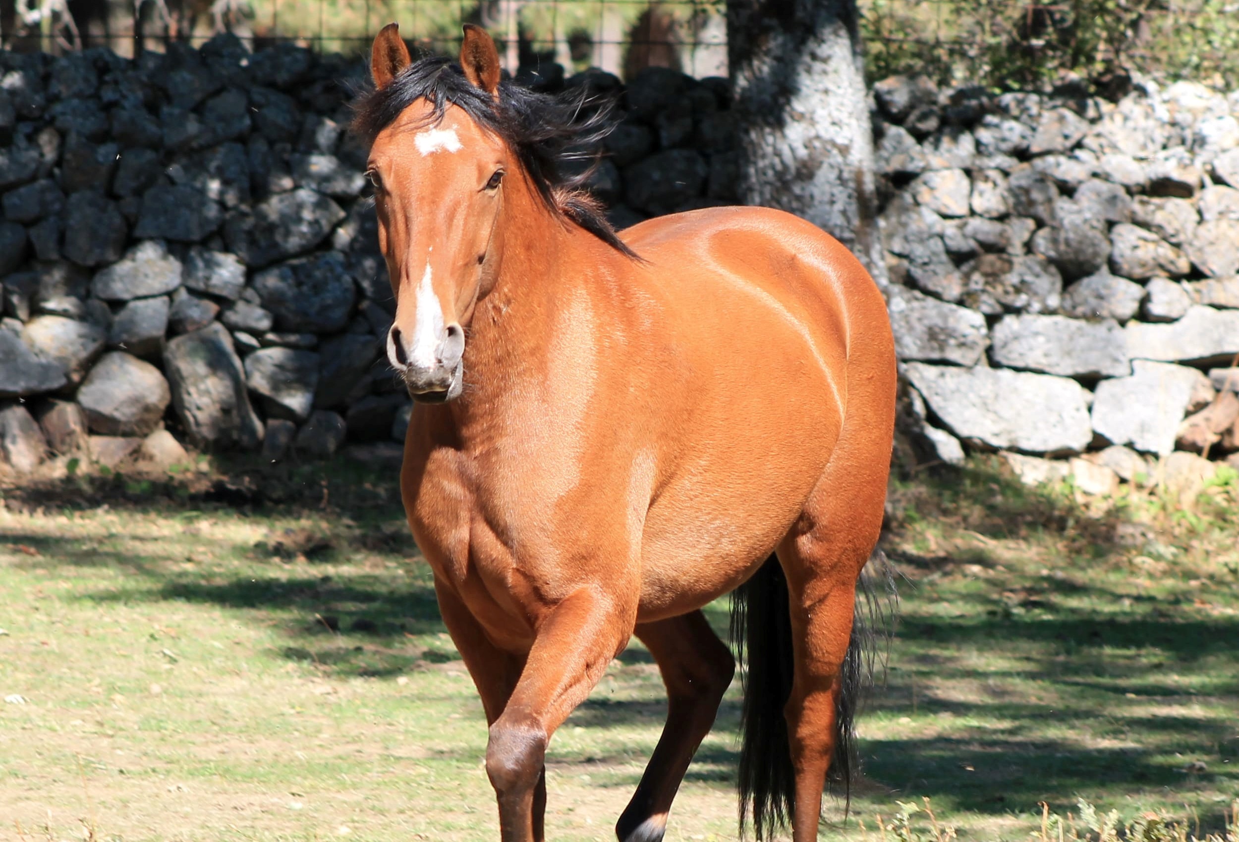 Fotos: GALERÍA | Conoce a los caballos que habitan en el Santuario ...
