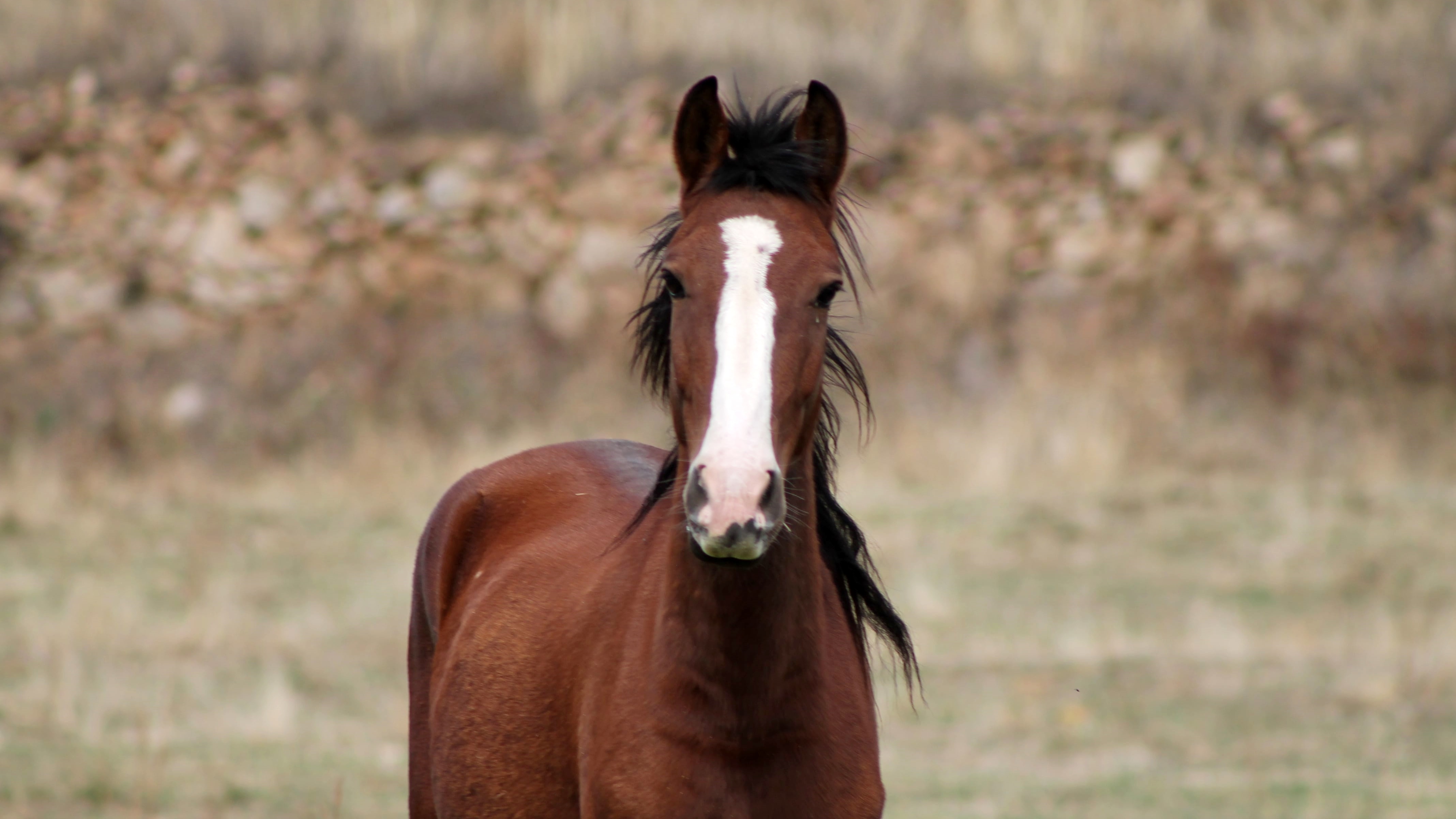 Fotos: GALERÍA | Conoce a los caballos que habitan en el Santuario ...