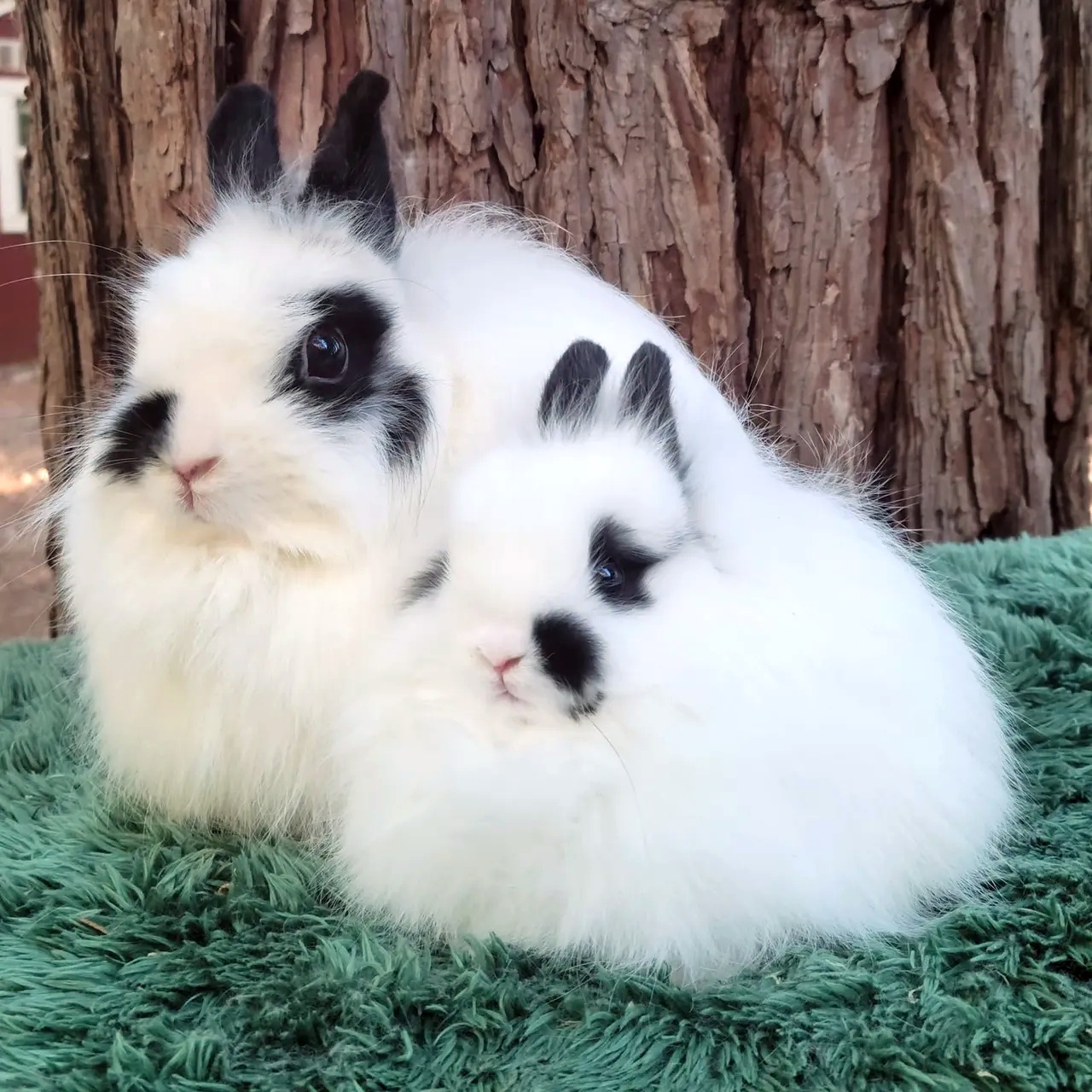 Fotos: Variedades de la popular raza de conejos 'toy' que causa furor ...