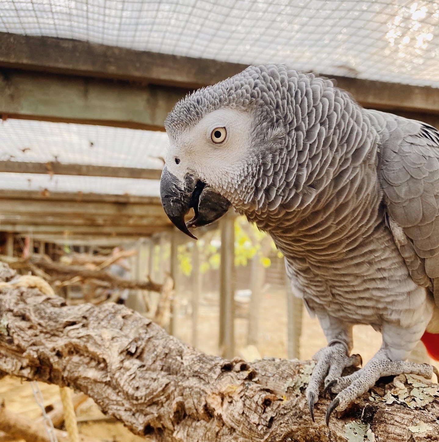 Fotos: Así debemos cuidar de un 'Yaco', el Border collie de los loros ...
