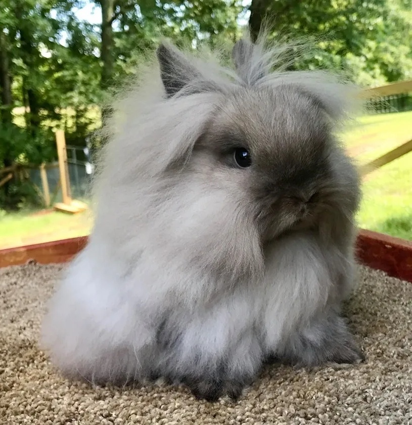 Fotos: Variedades de la popular raza de conejos 'toy' que causa furor ...