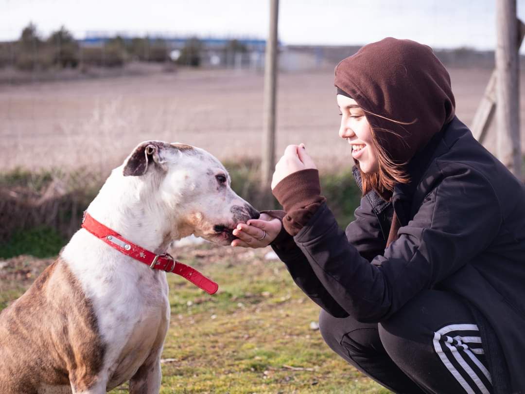Fotos: Conoce a algunos de los perros "potencialmente peligrosos" que ...