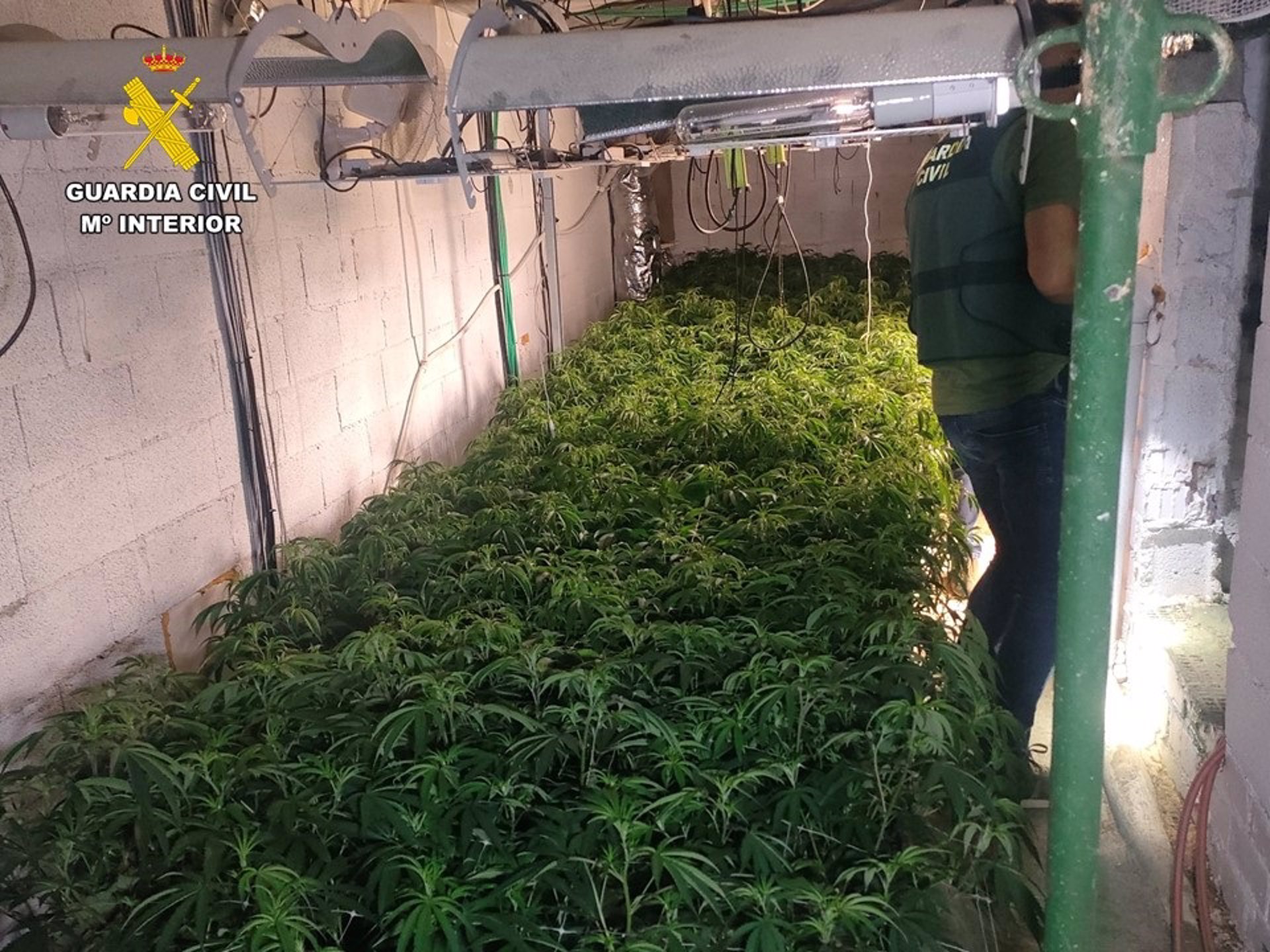 Desmanteladas dos plantaciones en urbanizaciones de lujo en Altea vigiladas con cámaras y perros