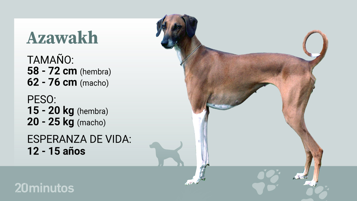 El grupo canino de los lebreles: razas, origen y características