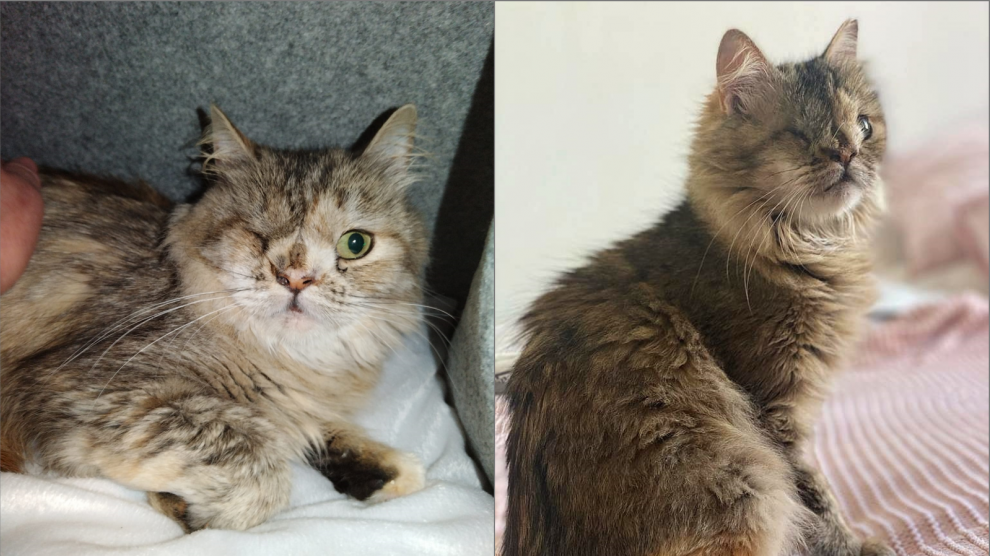 La historia de Abby, la gata con "síndrome de Down" que no confiaba en ...