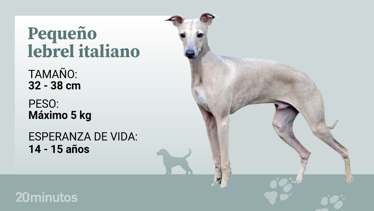 El grupo canino de los lebreles: razas, origen y características