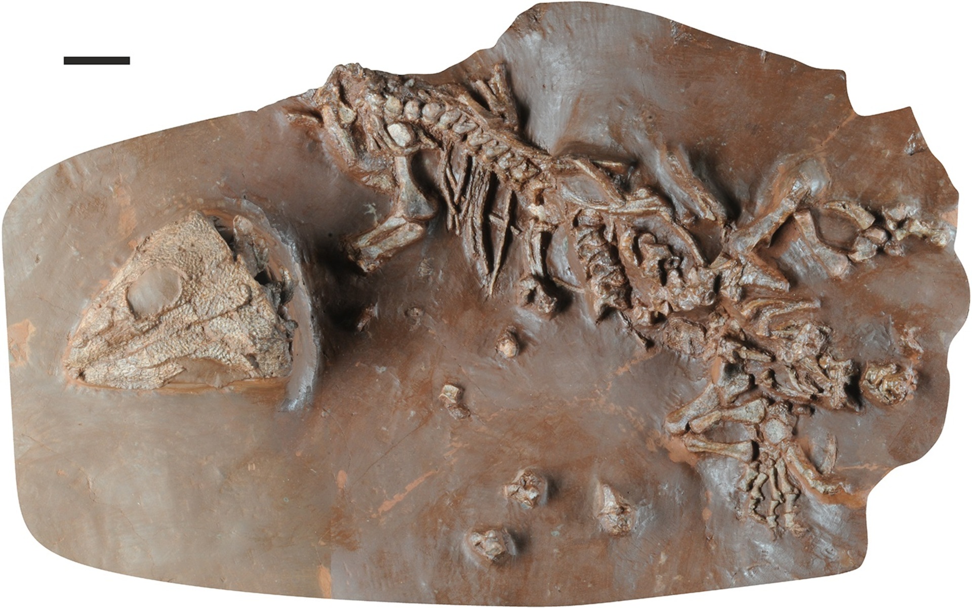 El esqueleto fósil de un reptil en unas rocas de Mallorca permite ...