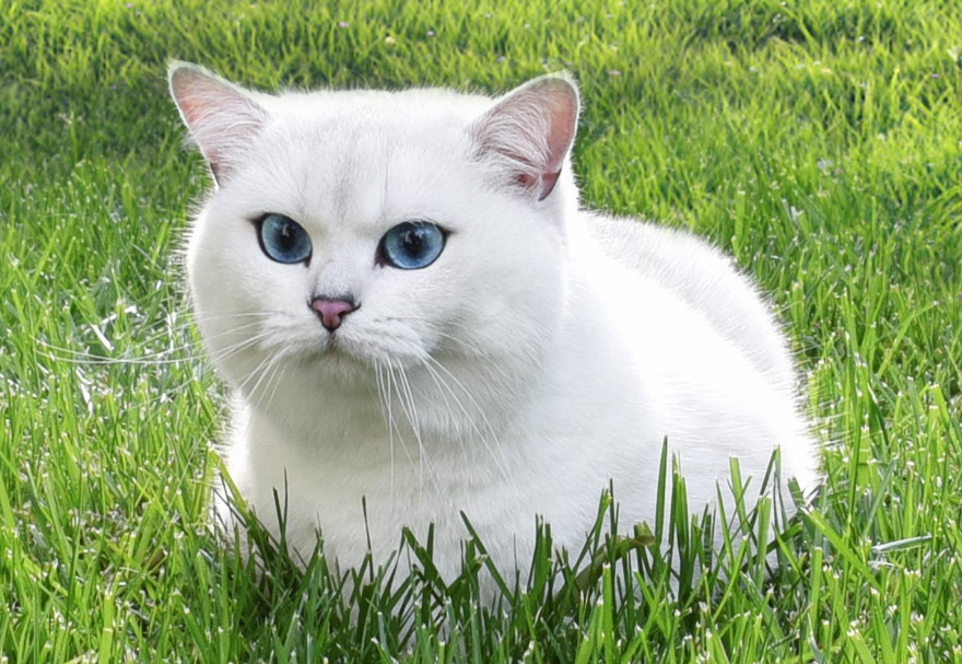 Fotos: Conoce a los siete 'catfluencers' más famosos de Instagram ...