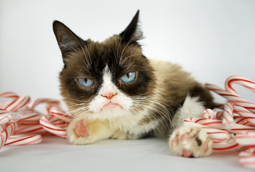 Fotos: Conoce a los siete 'catfluencers' más famosos de Instagram ...