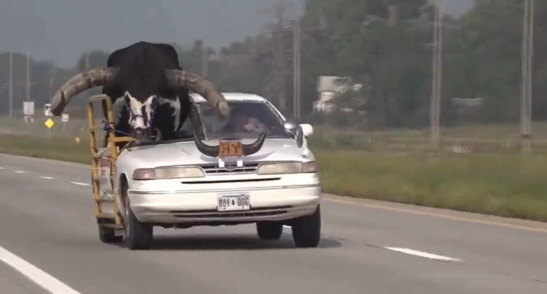 La viral escena de un hombre que conduce acompañado de un gran toro ...