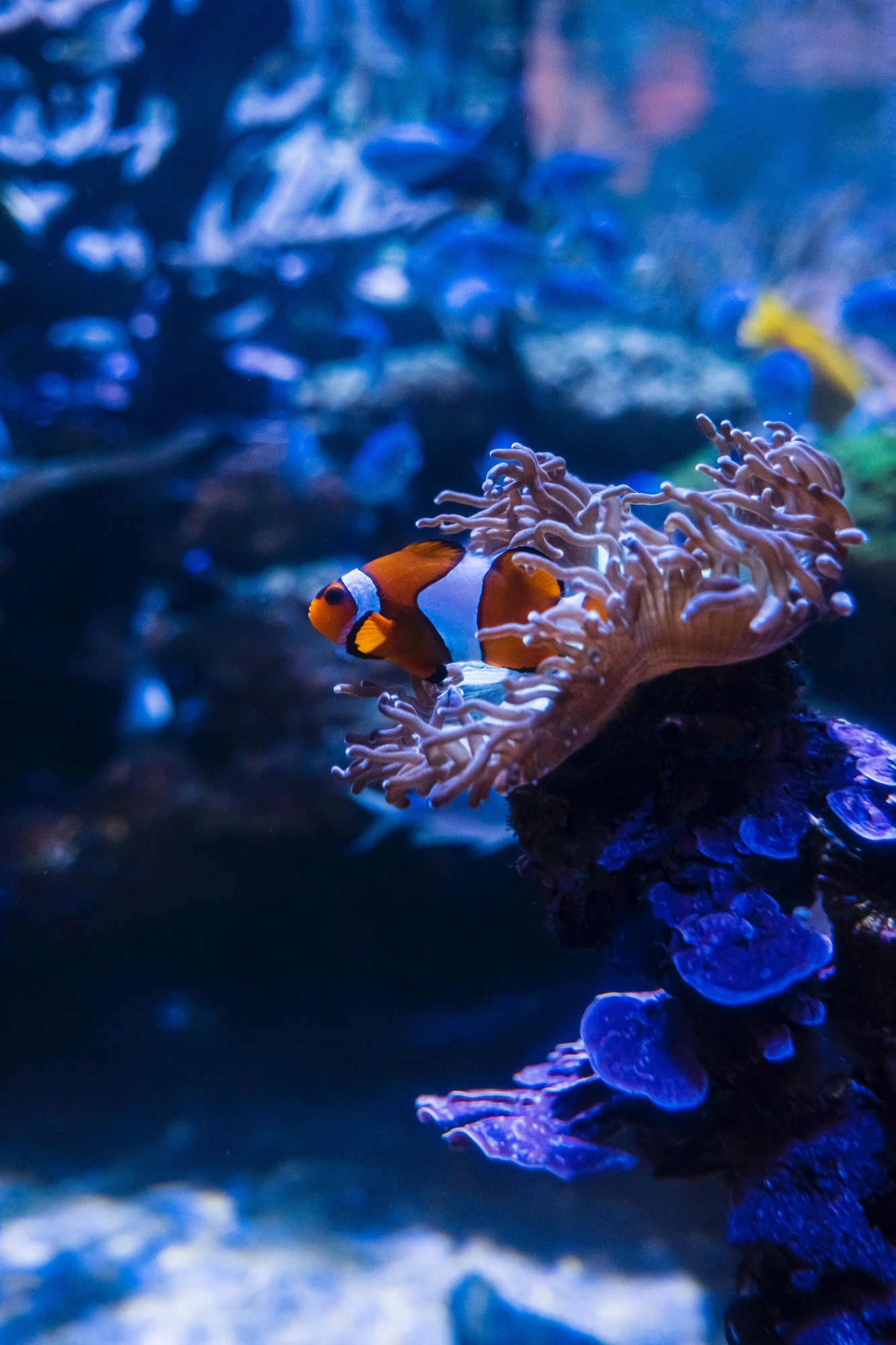 Fotos: Cómo cuidar a los peces payaso: así es tener a Nemo como mascota ...
