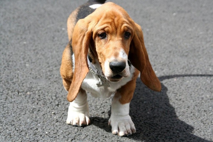 Desmontando mitos caninos: el tamaño de las patas de un cachorro no ...