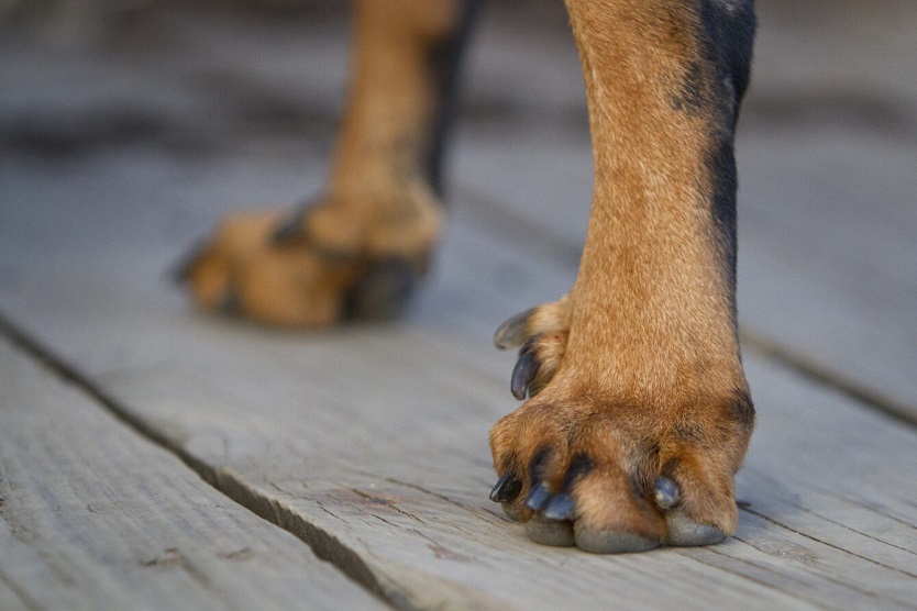 Anatomía canina: los espolones de las patas, qué son y qué función tienen