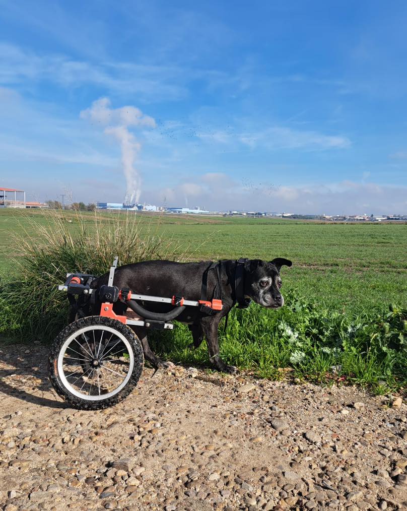 Lolo necesita un hogar pero se ha vuelto invisible por ser PPP, mayor y ...