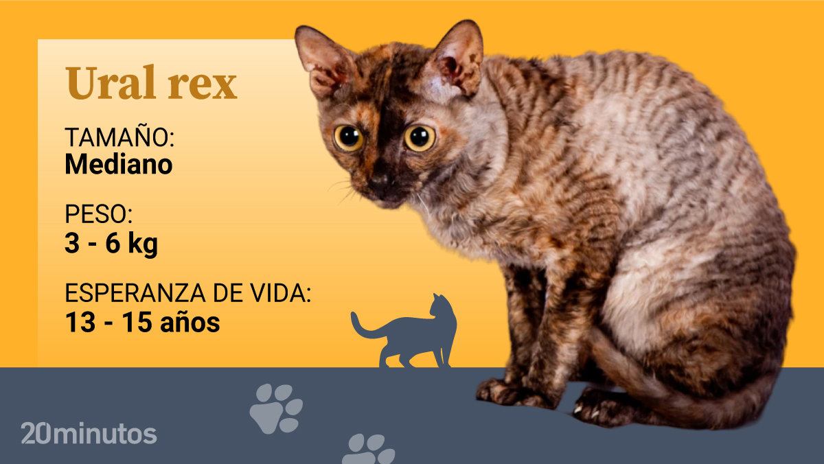 El ural rex, una raza de gato doméstico extremadamente rara con pelo rizado