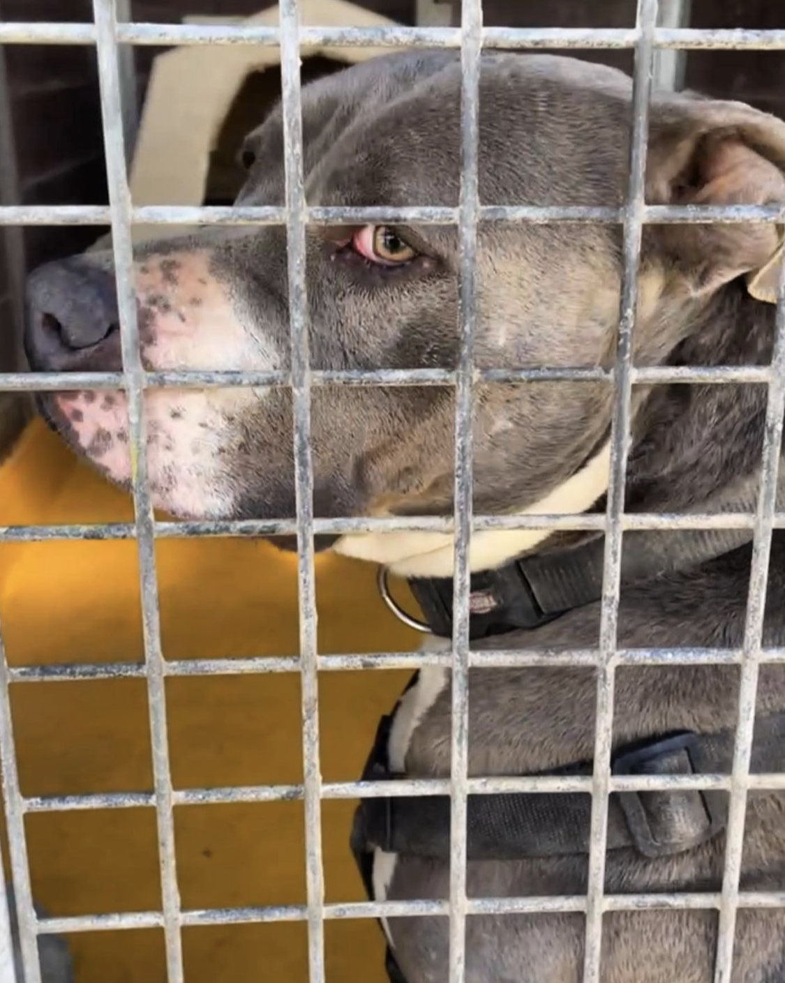 Protesta de los trabajadores de la perrera de Barcelona: "Dejad de ...