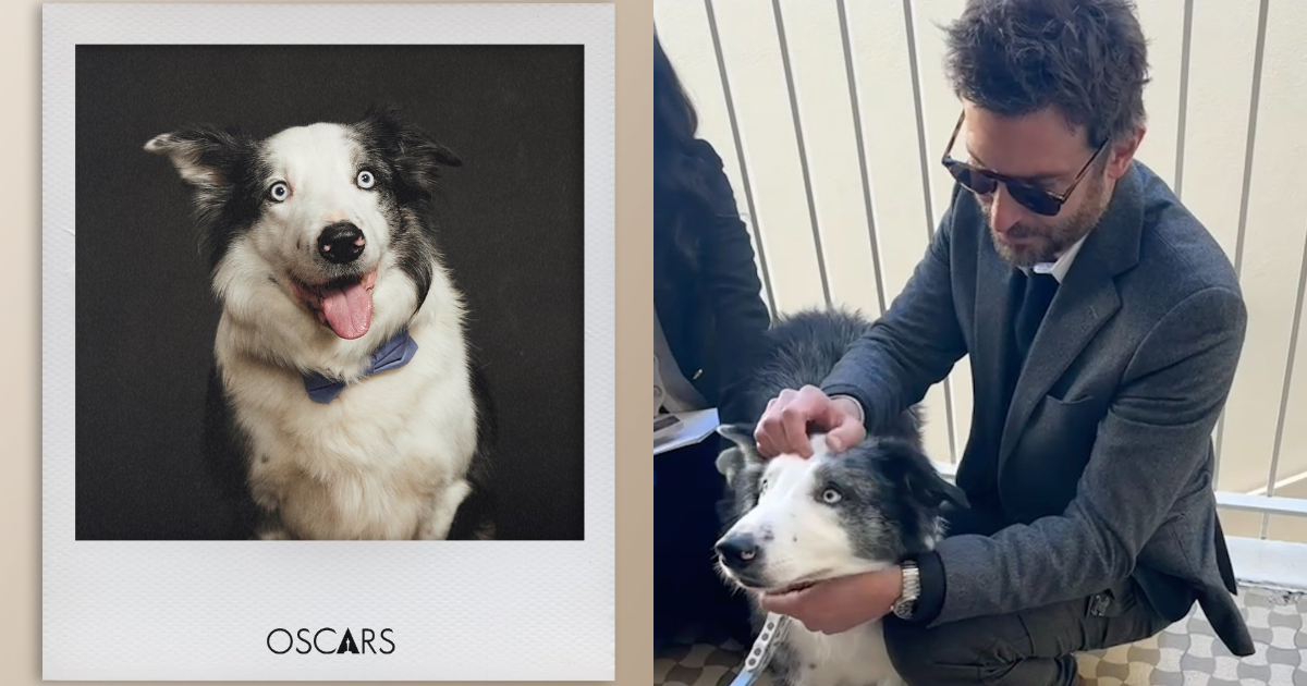 De Ryan Gosling a Bradley Cooper, todos quieren a Messi: el perro de ...