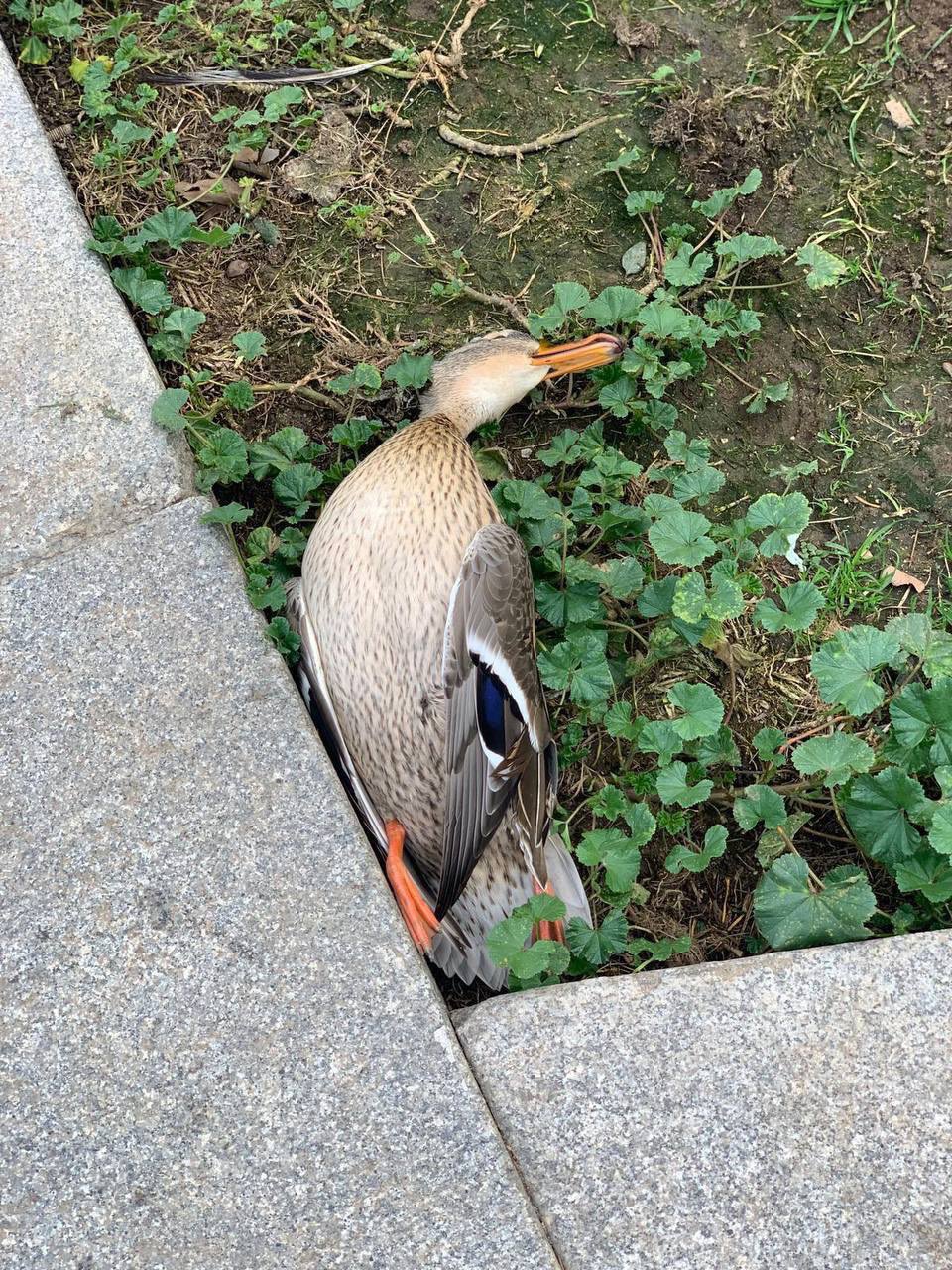 Un vídeo revela que el pato murió antes de la Mascletà en Madrid Río