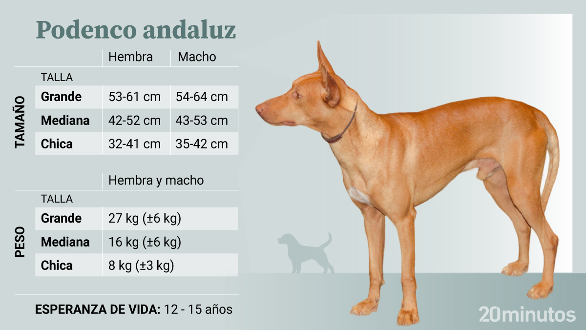 Fotos: Desde el alano al lobito herreño, conoce ocho razas de perros ...