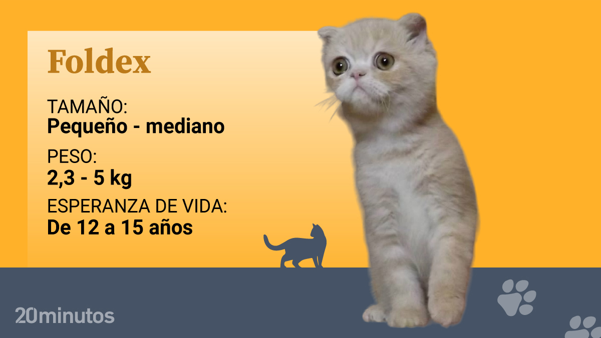 El polémico foldex, un gato de diseño que combina braquicefalia y ...