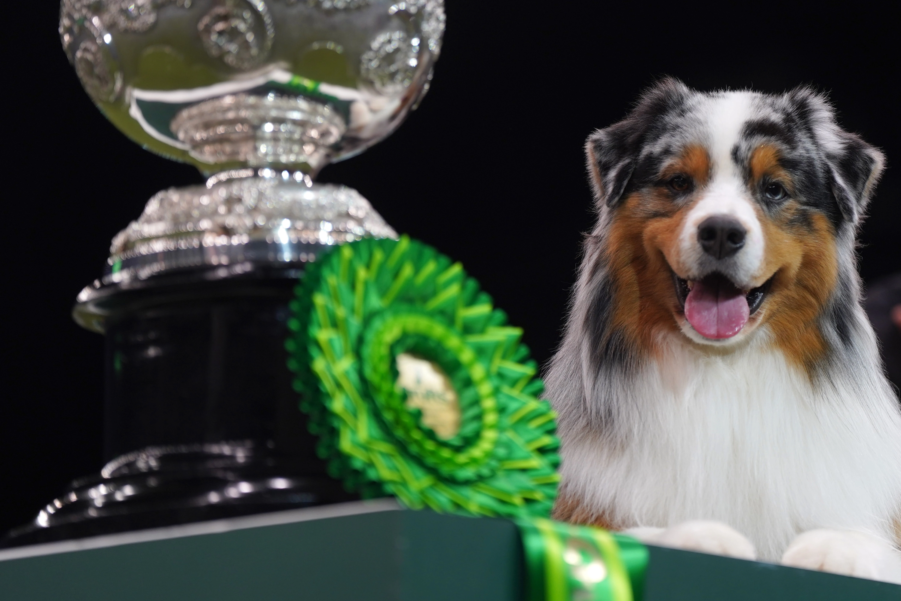 Viking, un pastor australiano, se alza como el mejor en el espectáculo ...