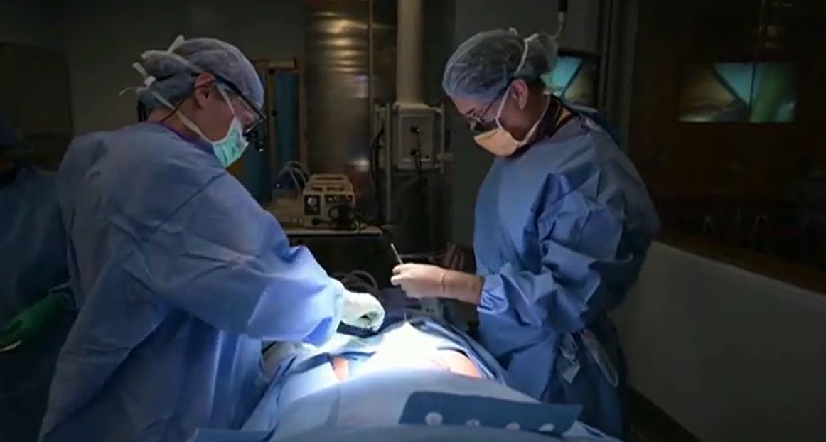 Vídeo: Así es el primer trasplante exitoso de un riñón de cerdo a un paciente vivo