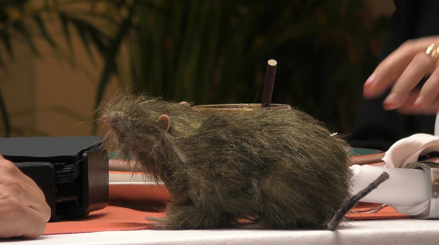 María José se lleva una rata disecada a su cita en 'First Dates': "Se ...