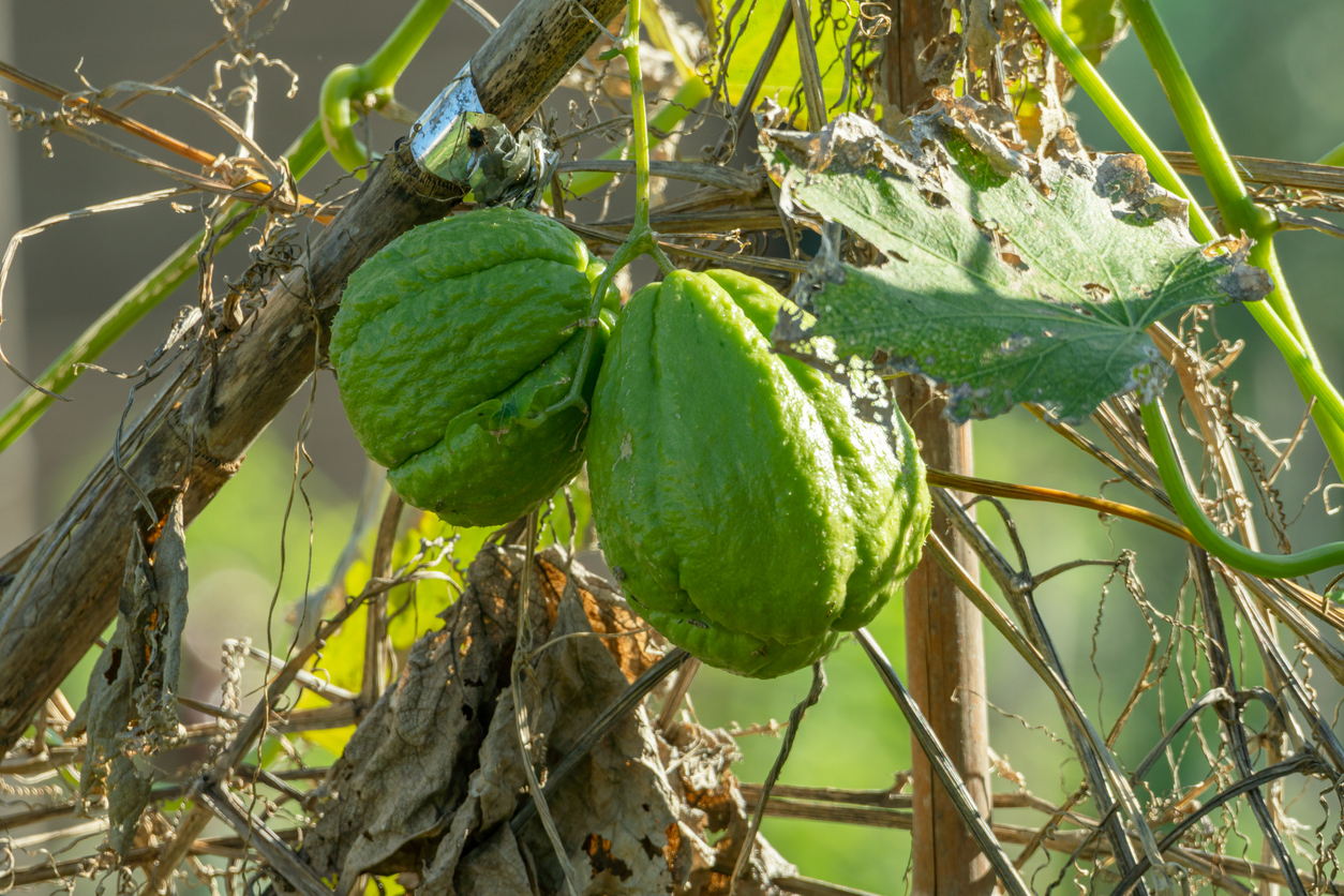 Qué es el chayote, el superalimento primo del melón y similar a la ...