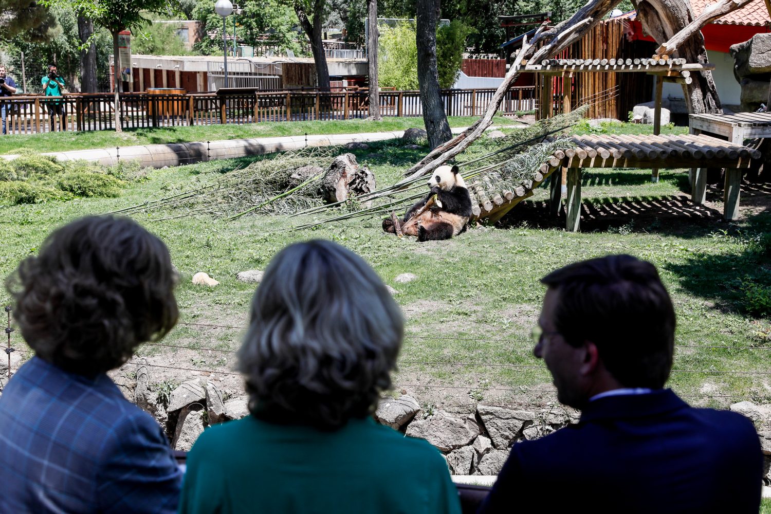 Con 'Chu Lin' empezó todo: la historia del panda que se convirtió en la ...