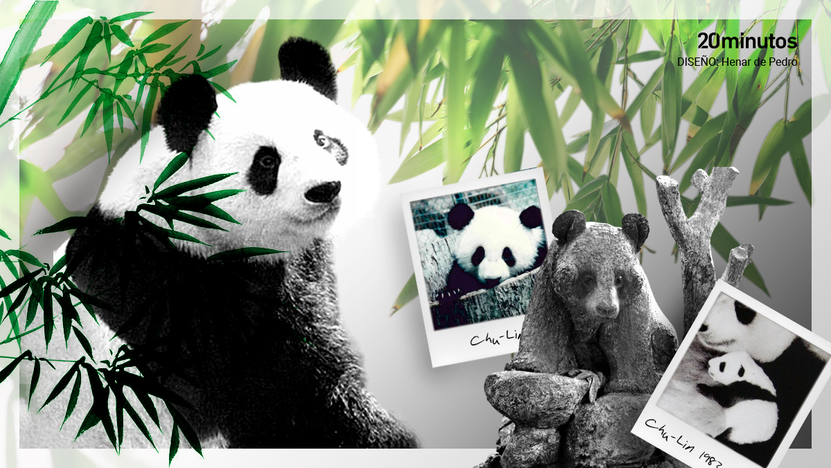 Con 'Chu Lin' empezó todo: la historia del panda que se convirtió en la ...
