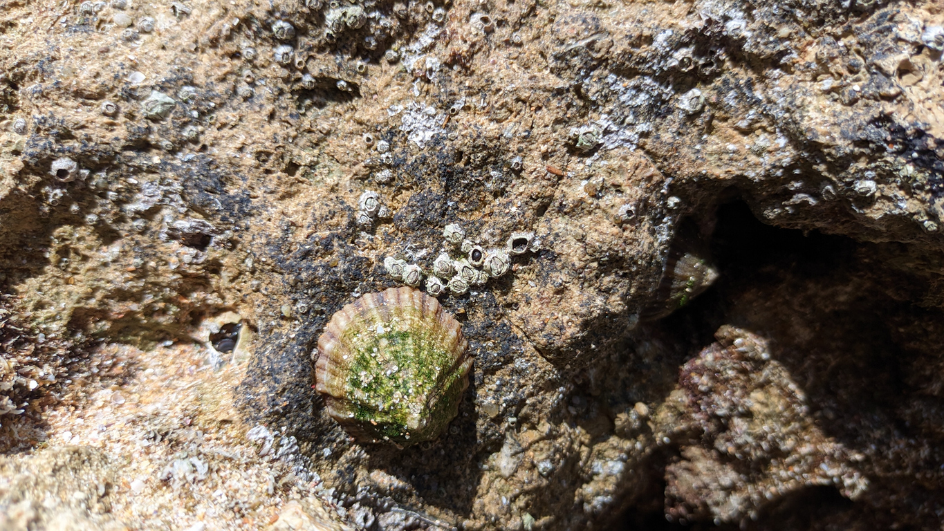 Cómo cocinar lapas: el marisco 'pobre' que se ha puesto de moda