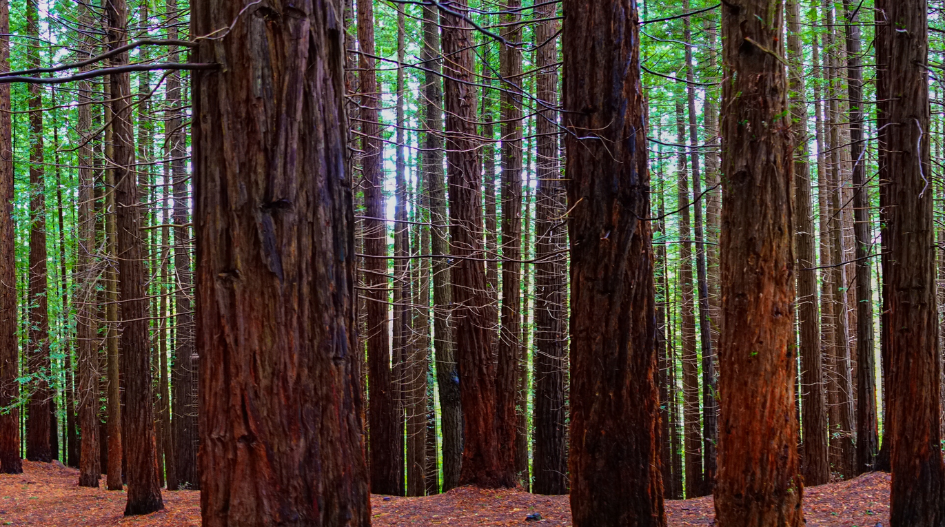 El bosque más grande de Europa de secuoyas rojas californianas está en ...