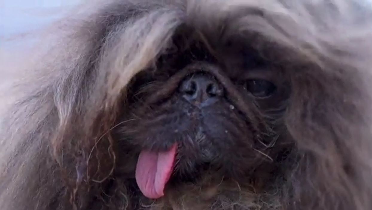 Este pekinés se llama Wild Thang y se ha coronado como el perro más feo ...